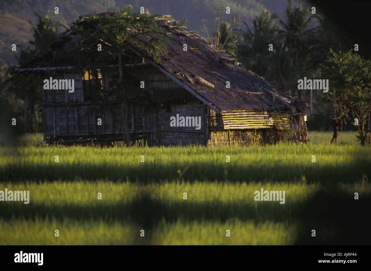 Grass Roof building Stock Photo - Alamy