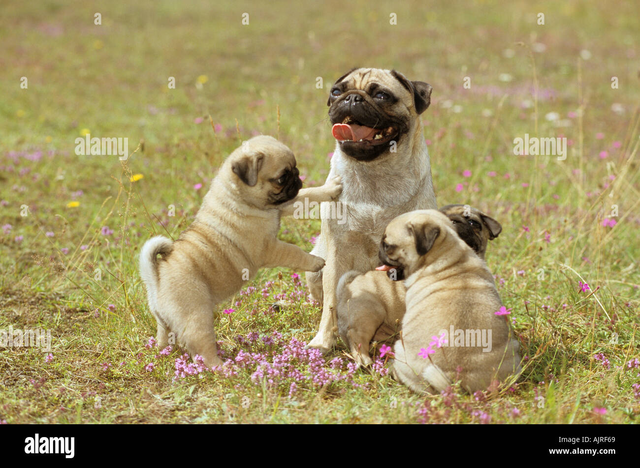 Mother with its puppies hi-res stock photography and images - Alamy