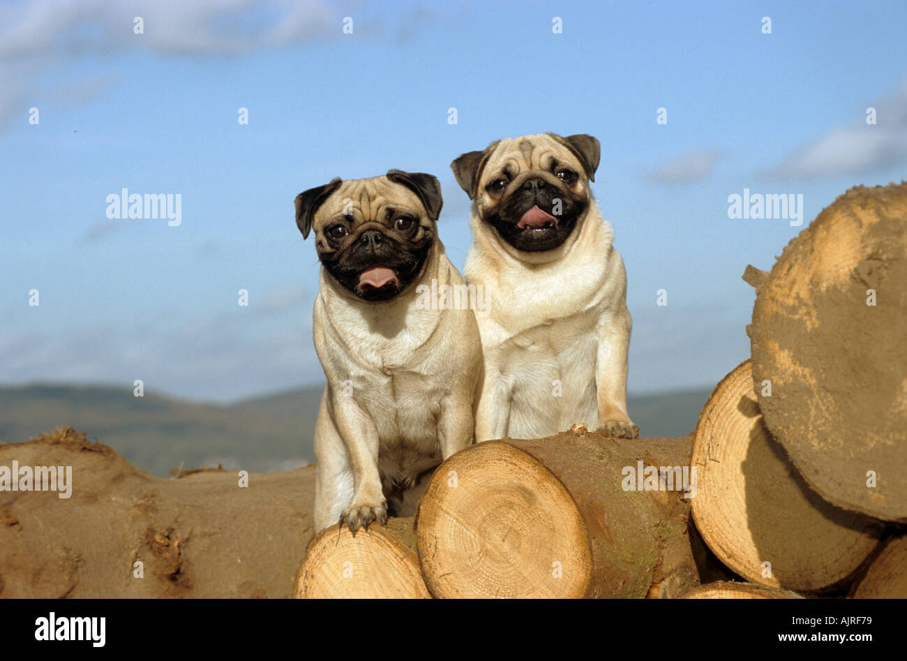 Standing dogs hi-res stock photography and images - Alamy