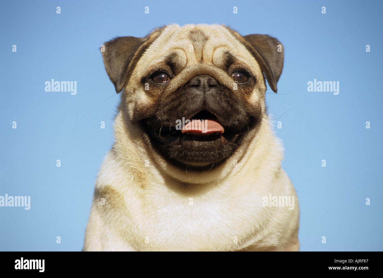 Pug tongue out hi-res stock photography and images - Alamy