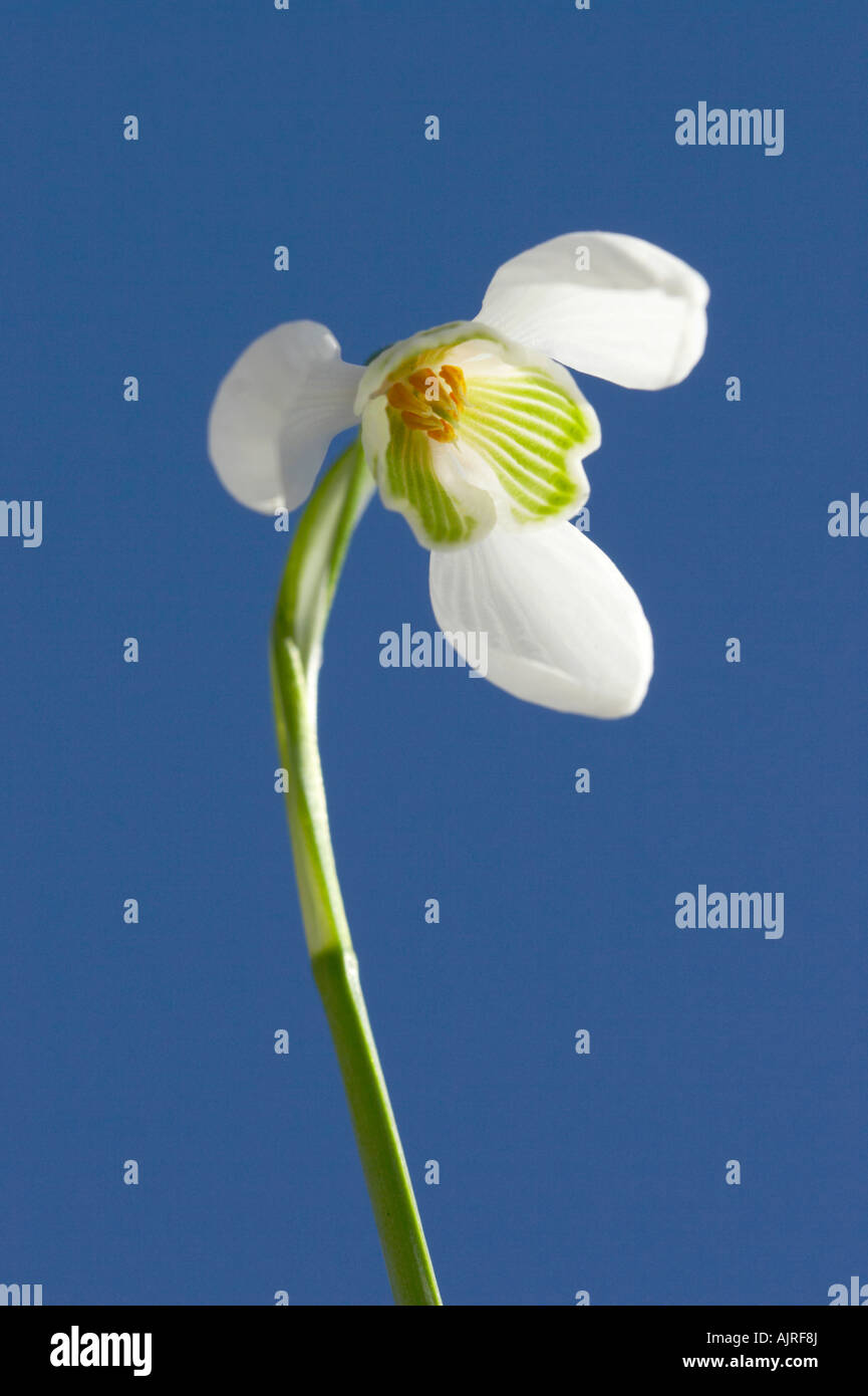 Snowdrop flower against blue sky Stock Photo - Alamy