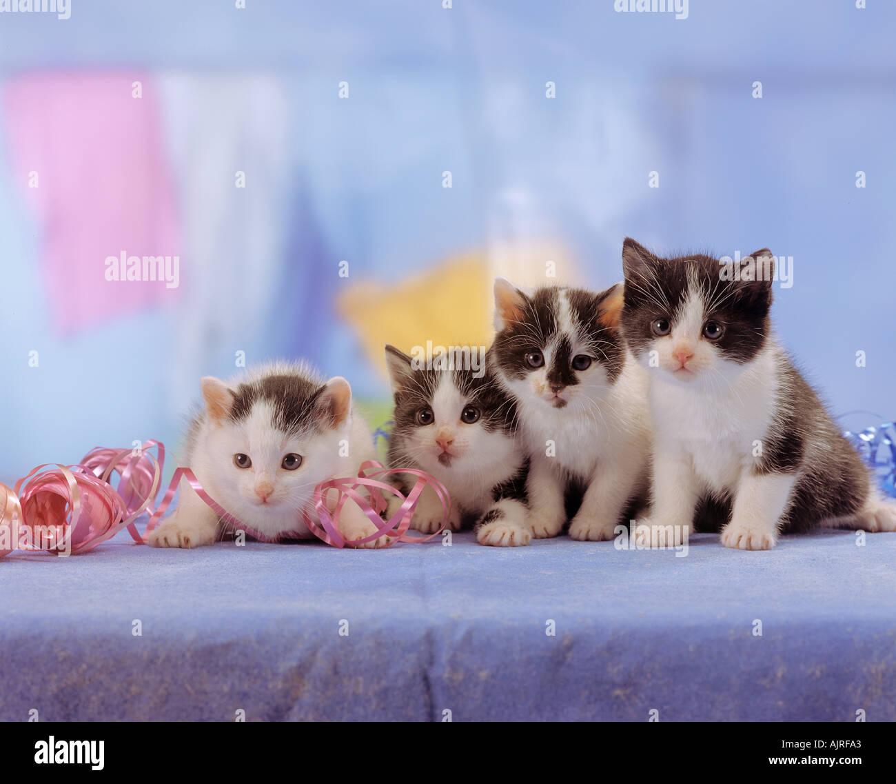 four cat kitten - next to coloured ribbons Stock Photo - Alamy