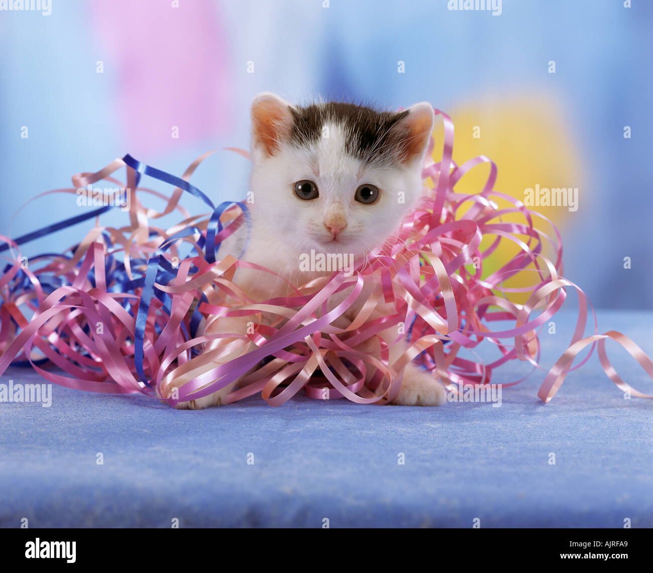 cat kitten between coloured ribbons Stock Photo - Alamy