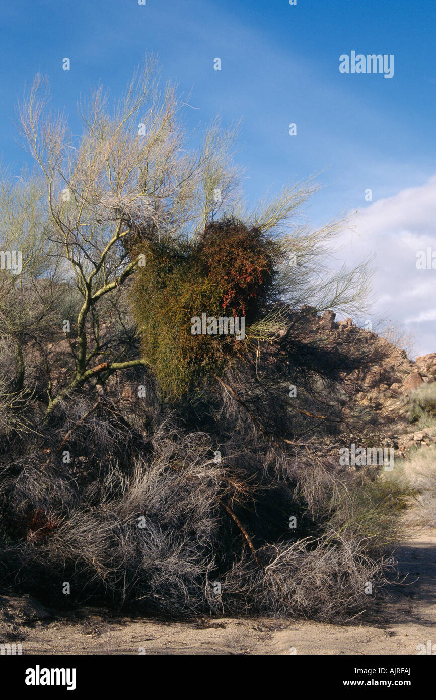Desert mistletoe parasite hi-res stock photography and images - Alamy