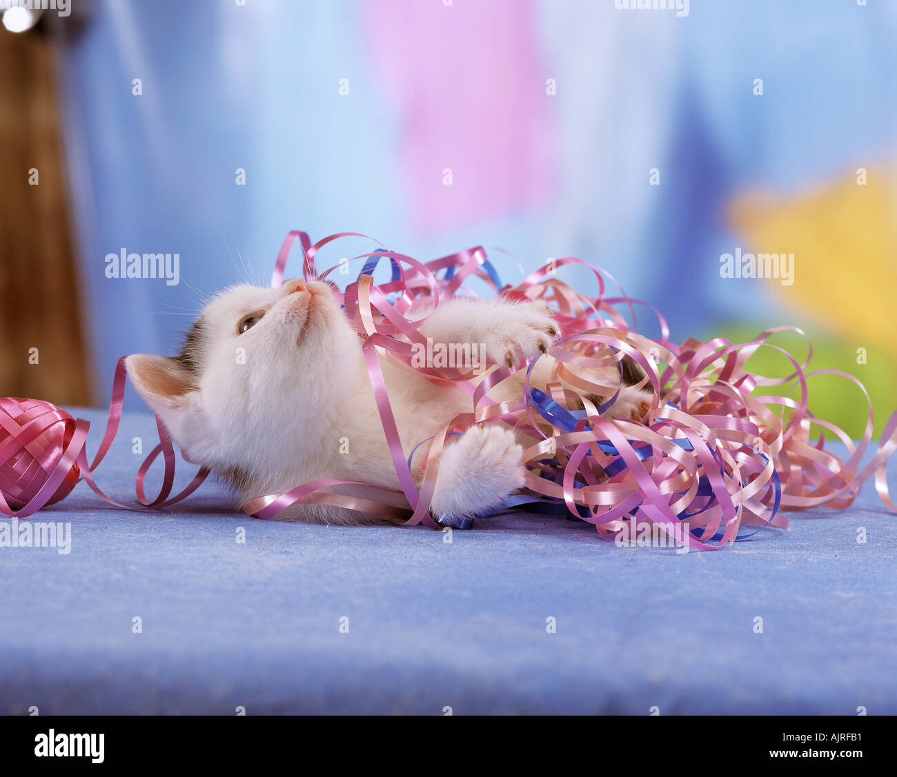 cat kitten between coloured ribbons Stock Photo - Alamy