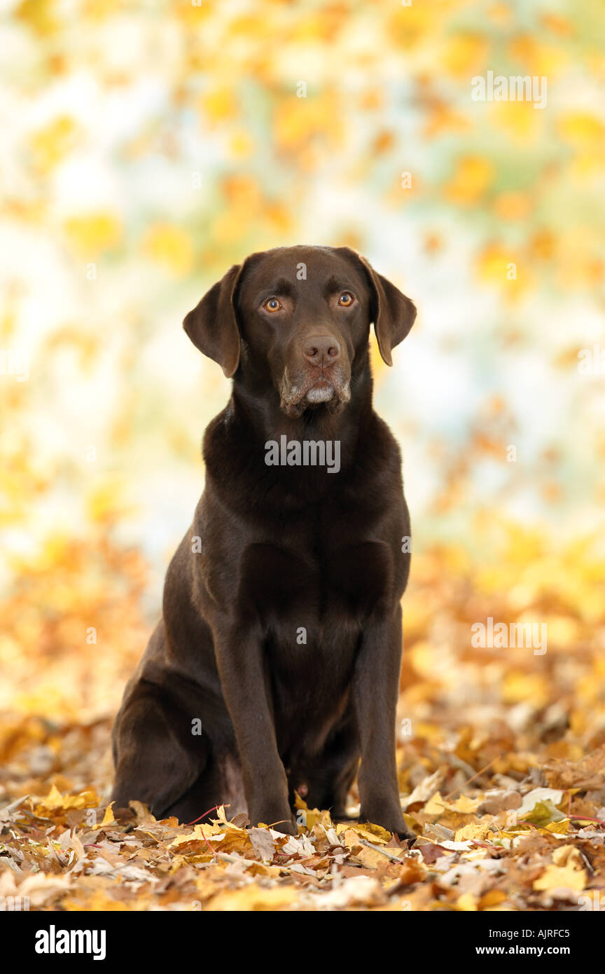 Litter chocolate hi-res stock photography and images - Alamy