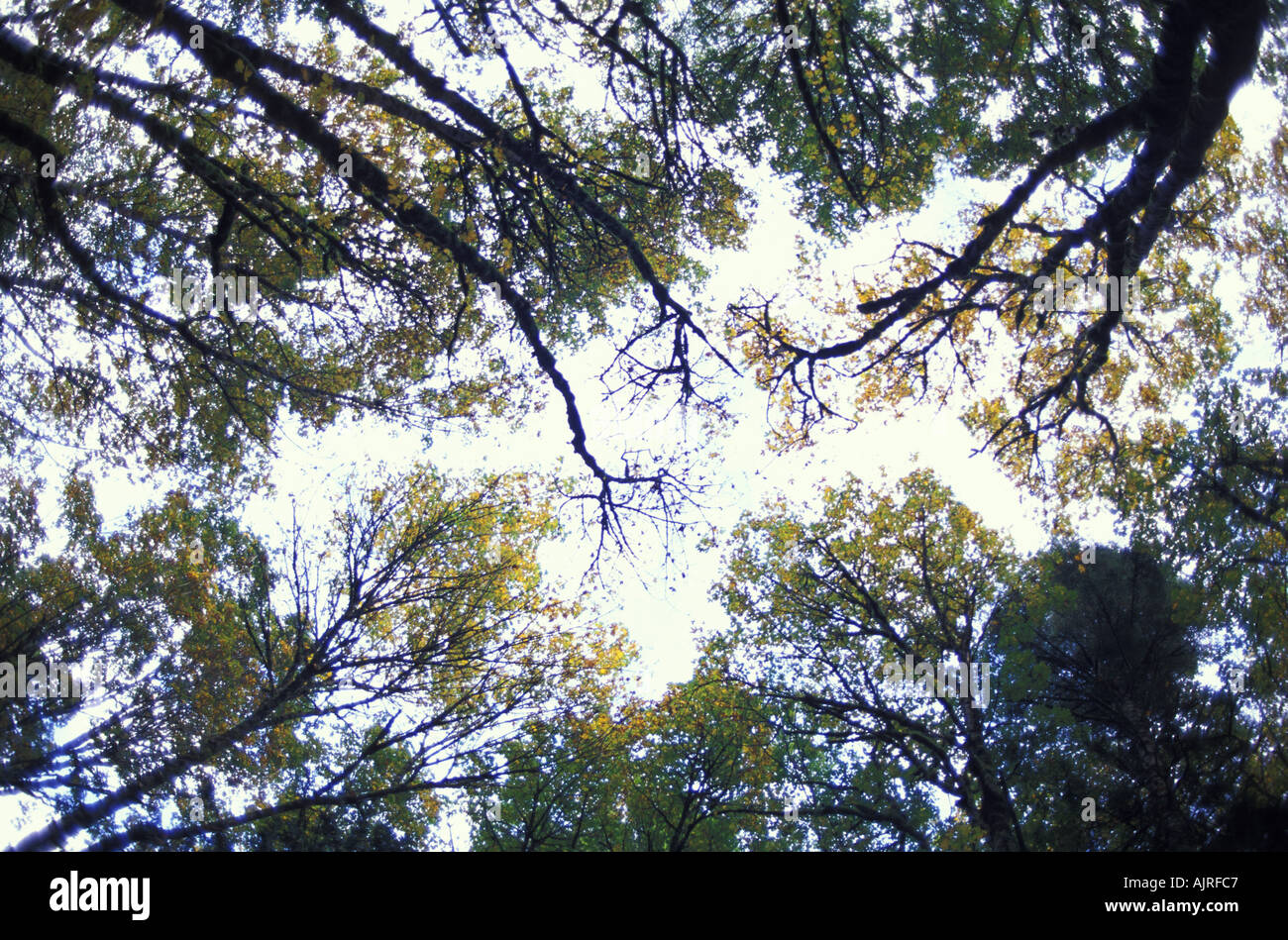 Sun Shining Through The Tops Of Trees High Resolution Stock Photography ...