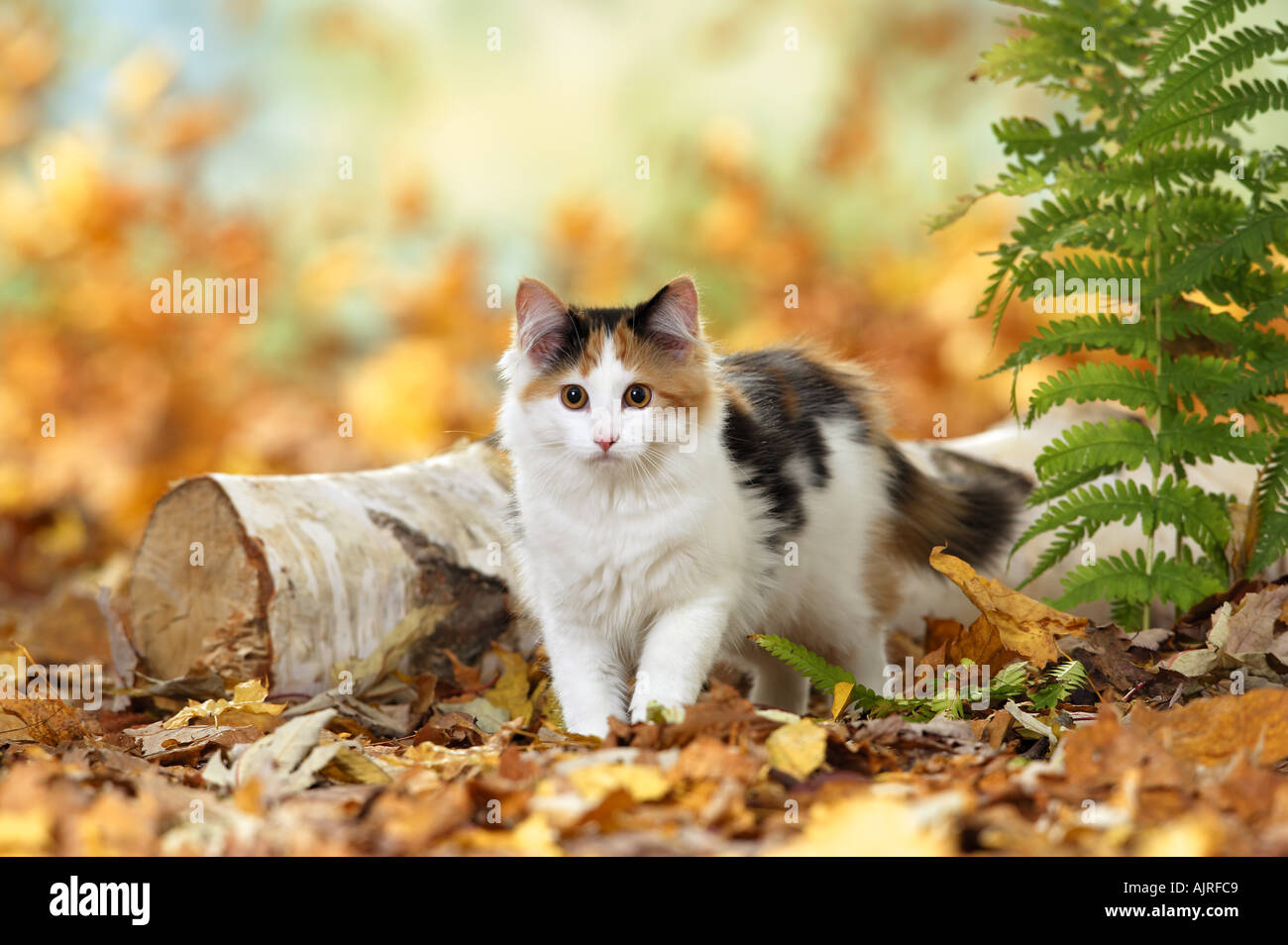 Maine Coon cat - standing in foliage Stock Photo - Alamy