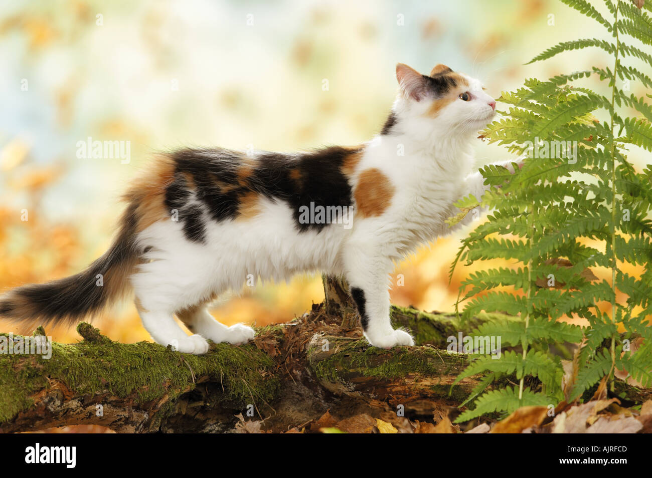 Maine Coon cat - standing on branch Stock Photo - Alamy