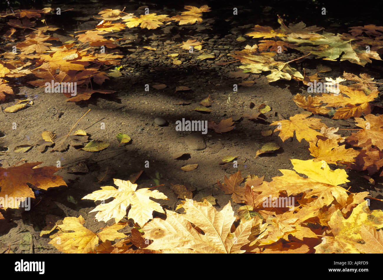Leaves on ground Stock Photo - Alamy