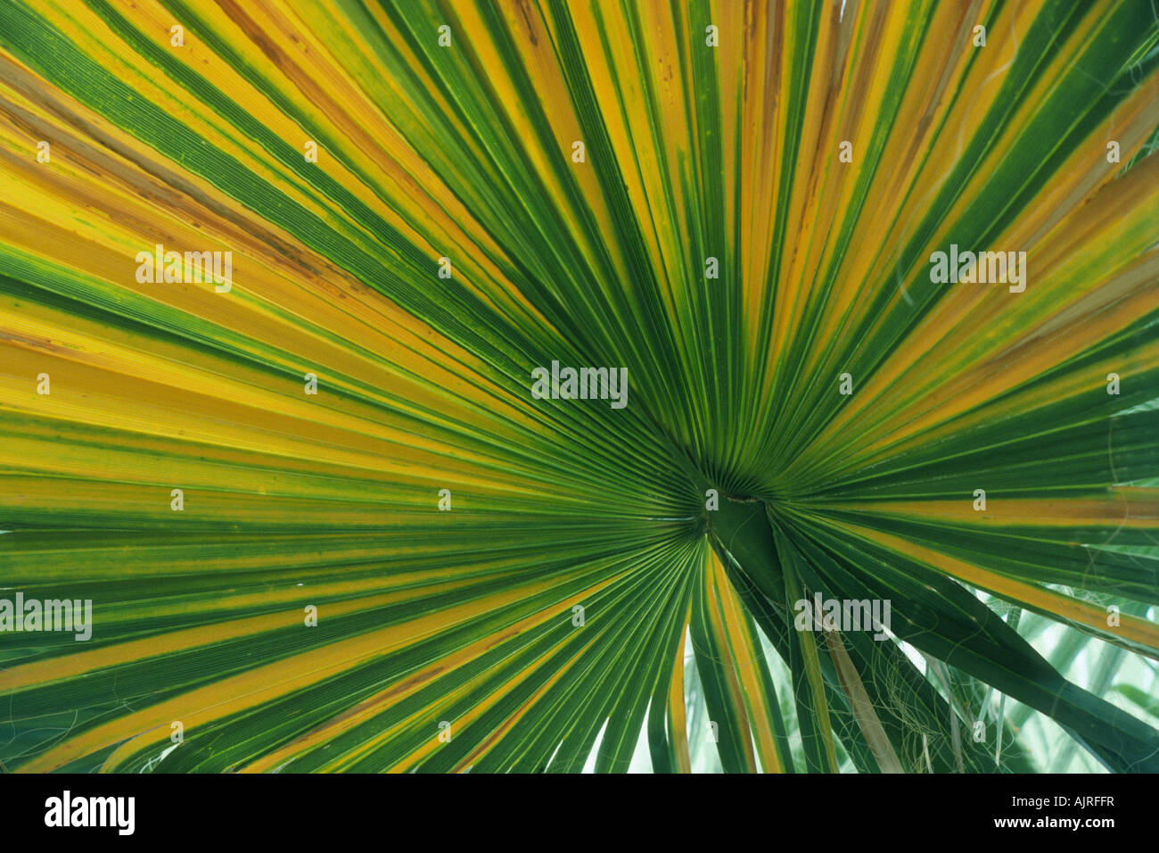 Fan palm frond Stock Photo - Alamy
