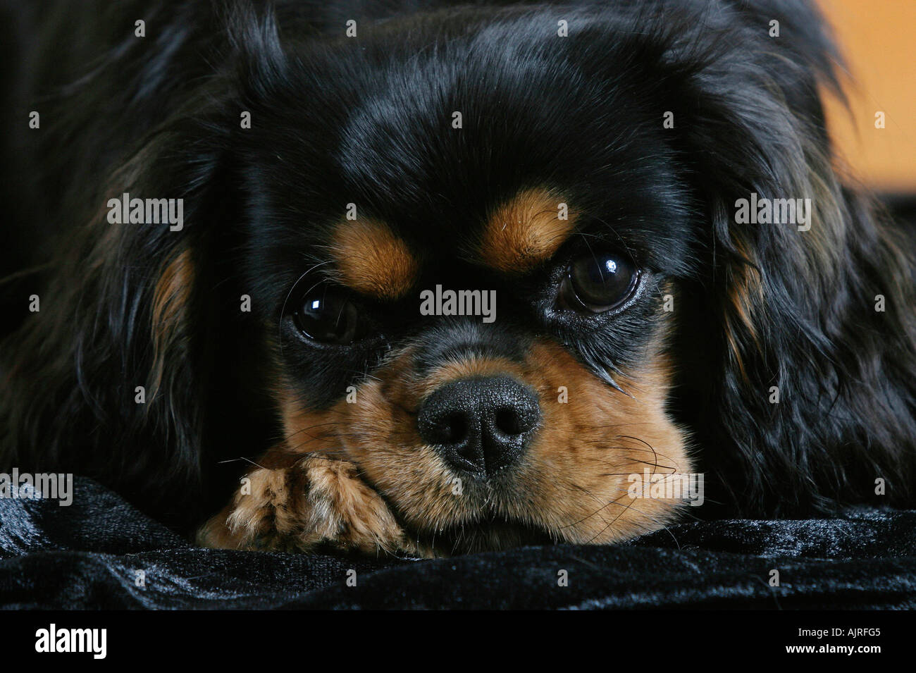Sad black tan dog hi-res stock photography and images - Alamy