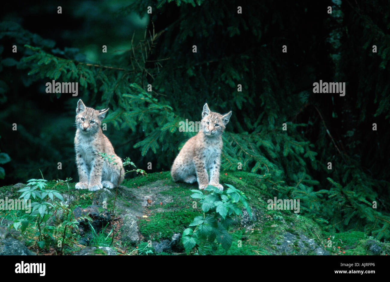 Lynx siblings hi-res stock photography and images - Alamy