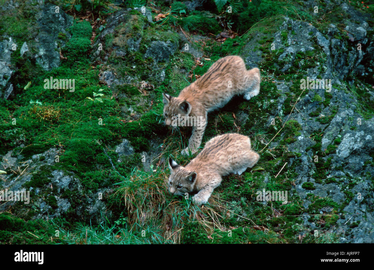 European Lynx cubs Lynx lynx Stock Photo - Alamy