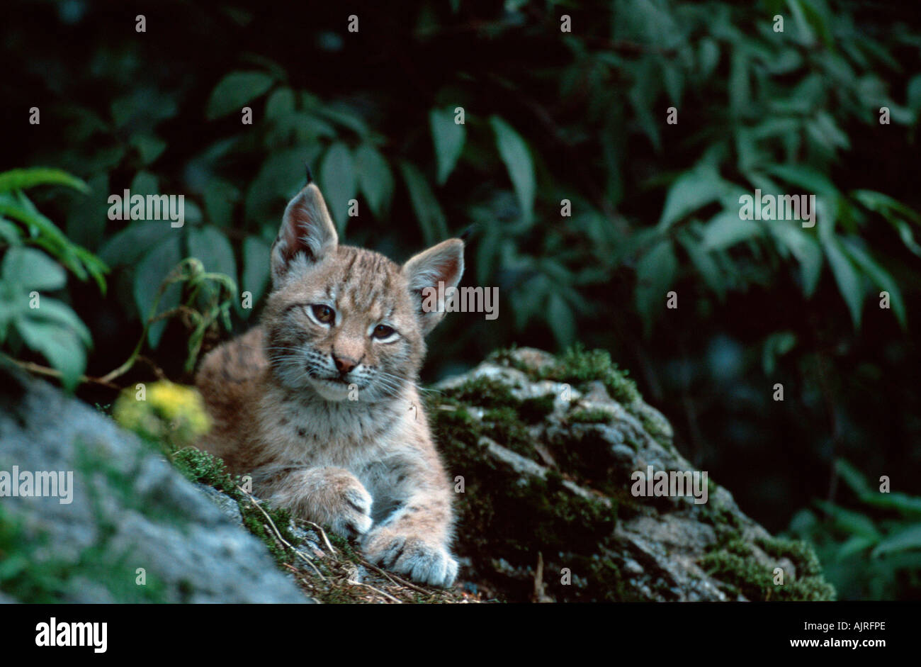 European Lynx cub Lynx lynx Stock Photo - Alamy
