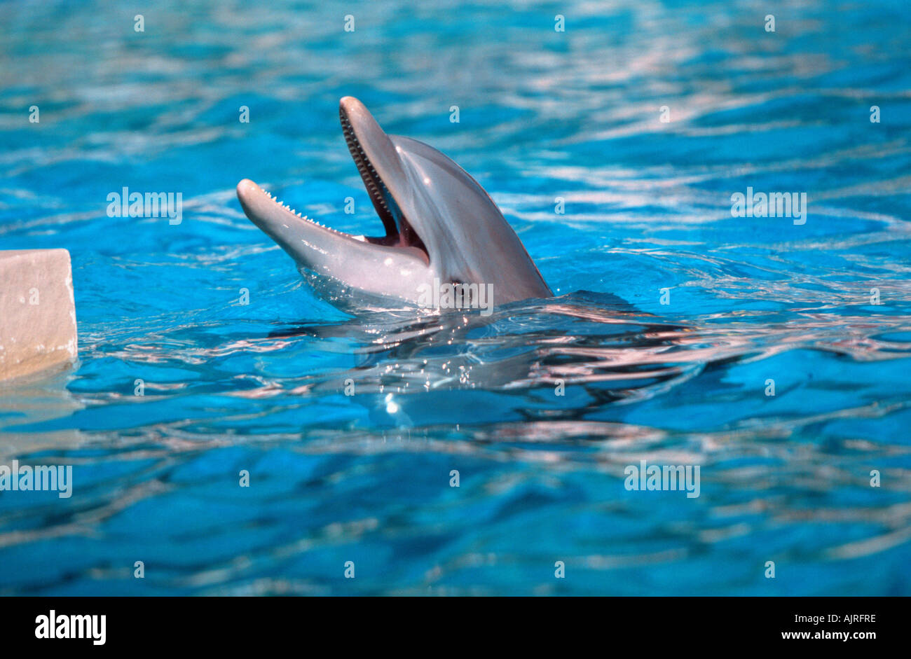 Bottlenose Dolphin Tursiops truncatus Stock Photo - Alamy
