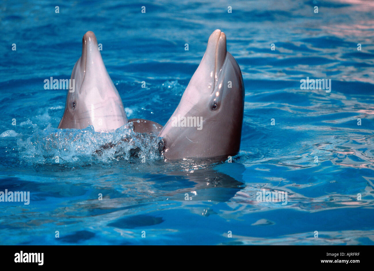 Bottlenose Dolphins Tursiops truncatus Stock Photo - Alamy