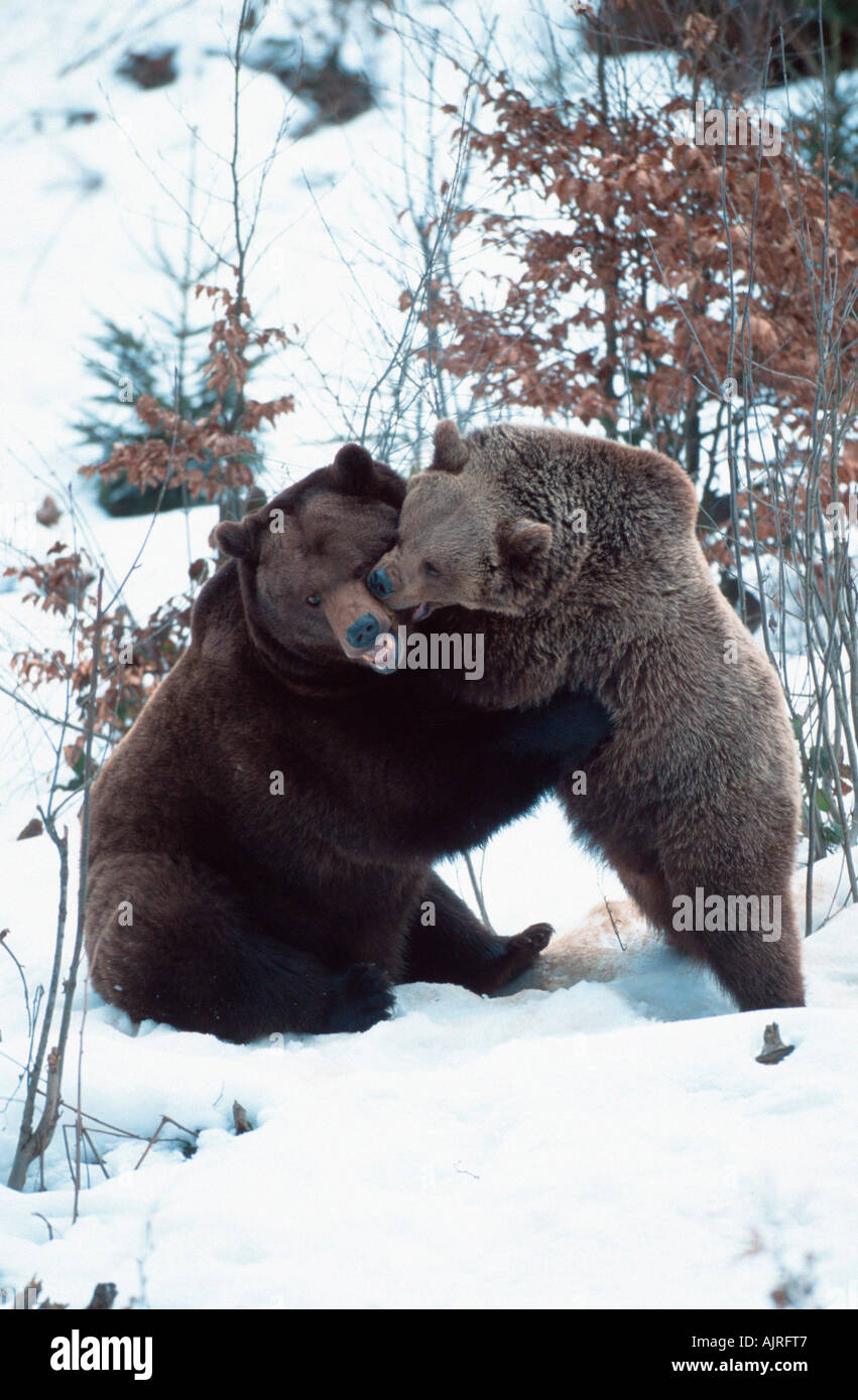 Adult brown bear pair hi-res stock photography and images - Alamy