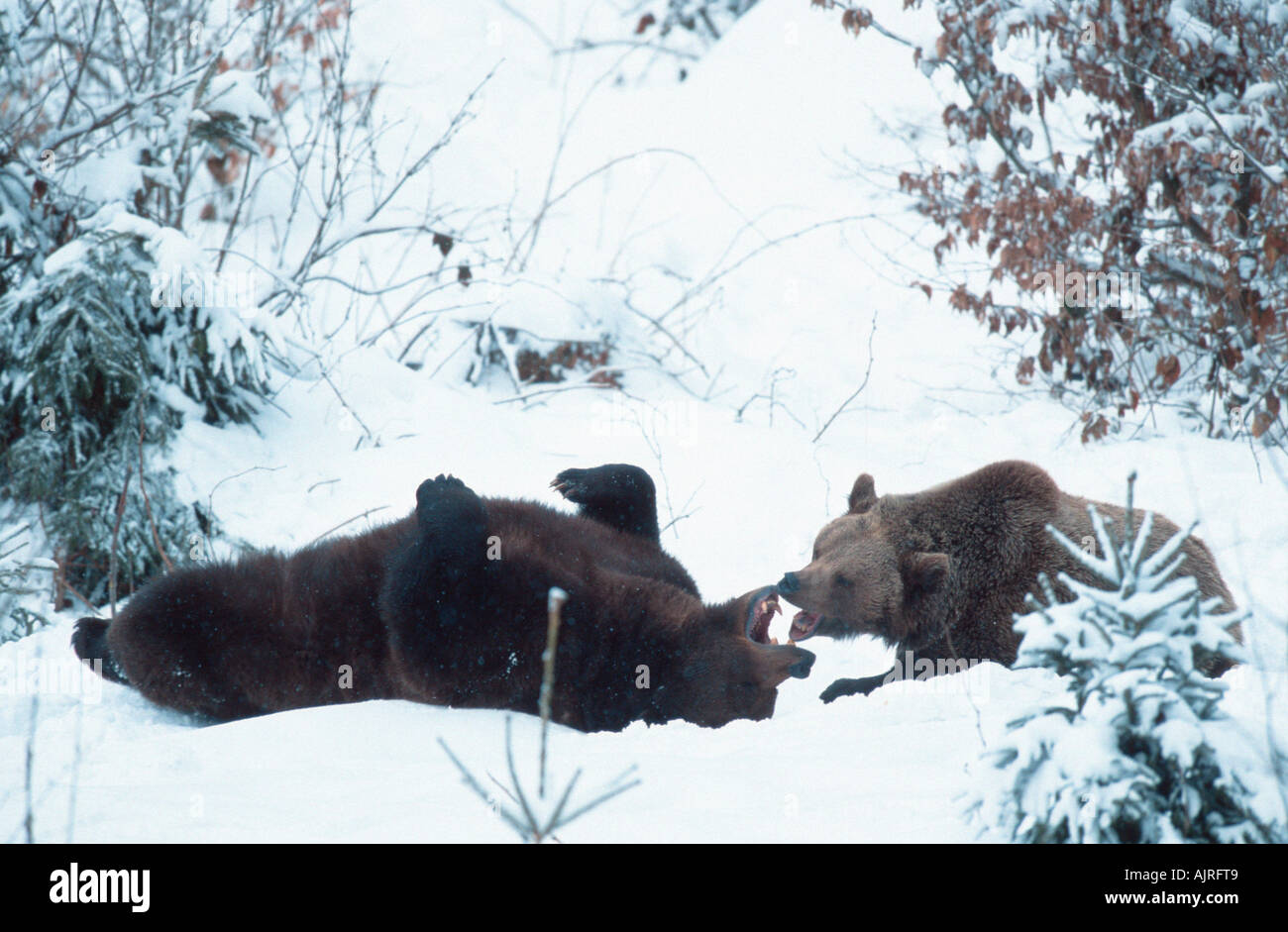 Adult brown bear pair hi-res stock photography and images - Alamy