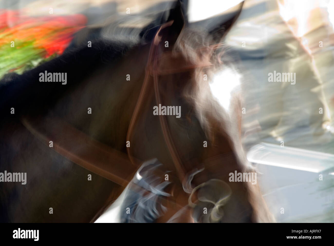 Abstract Thoroughbred Race Horse Stock Photo - Alamy