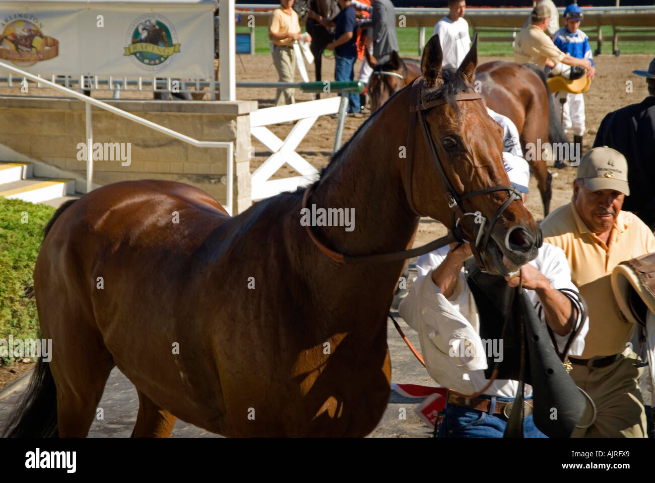 Thoroughbred after Race Stock Photo - Alamy