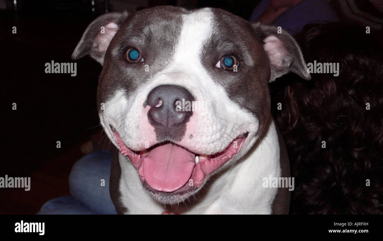 Staffordshire bull terrier teeth hi-res stock photography and images ...