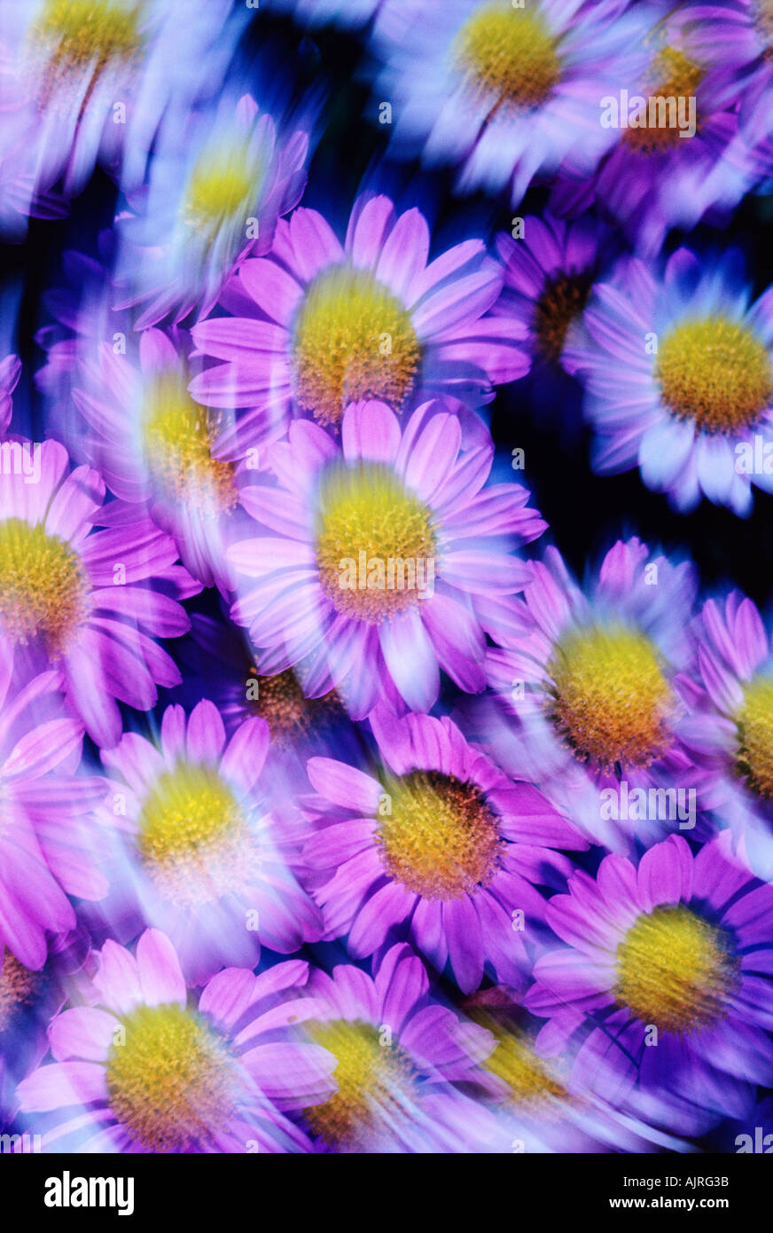 Purple daisy blossoms, close up, motion effect Stock Photo - Alamy