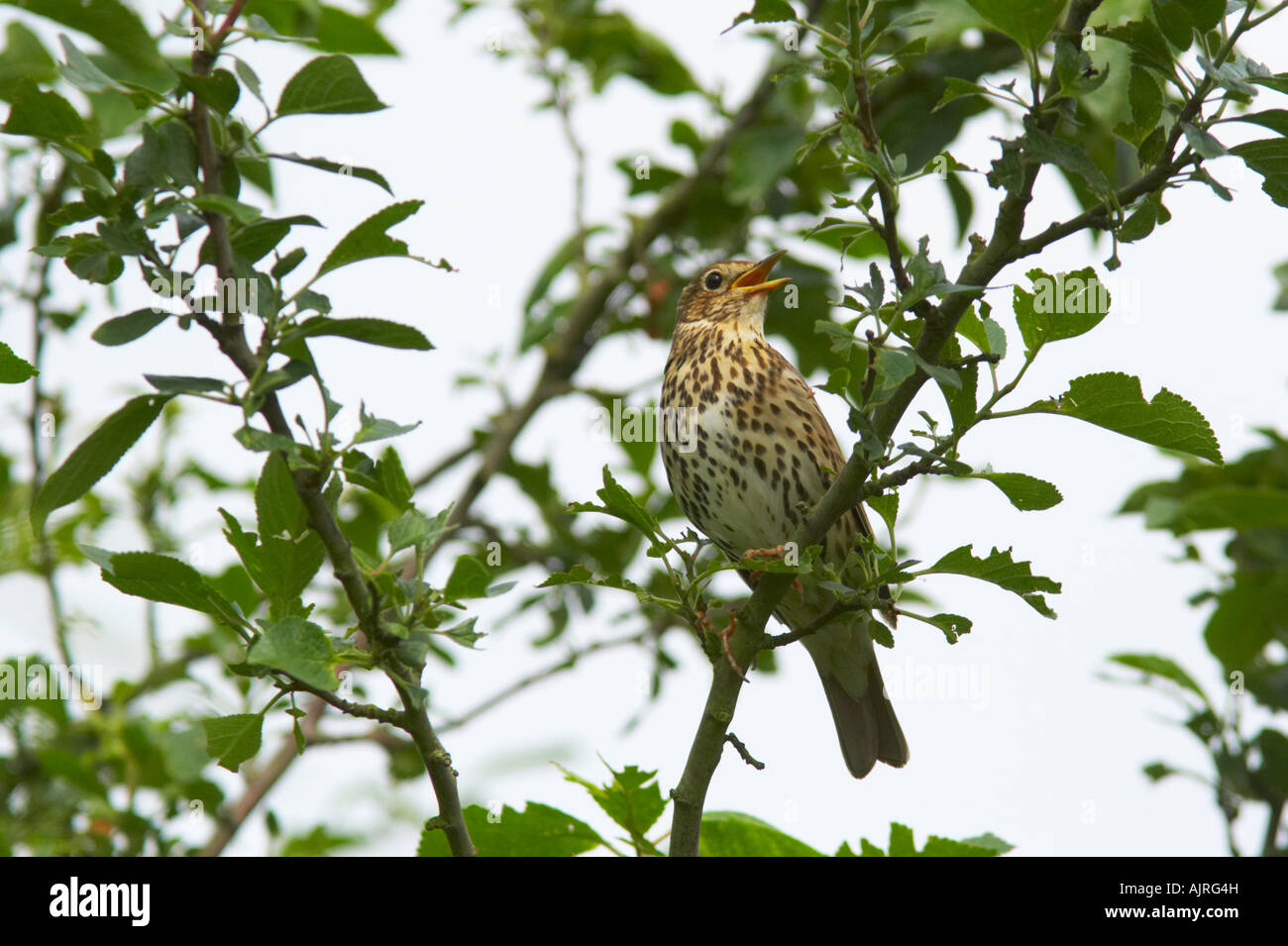 Song thrush uk summer hi-res stock photography and images - Alamy