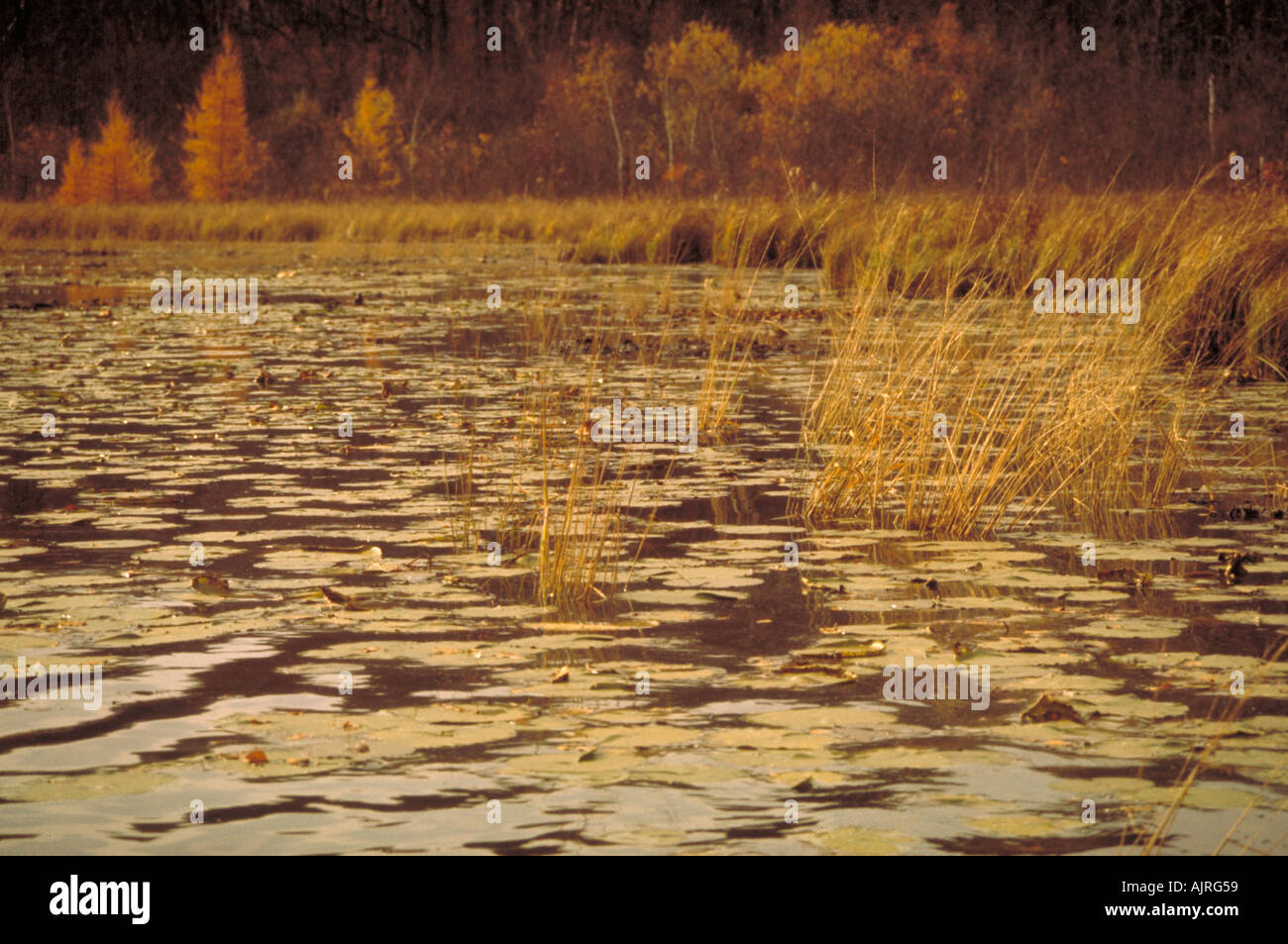 Weeds in lake hi-res stock photography and images - Alamy