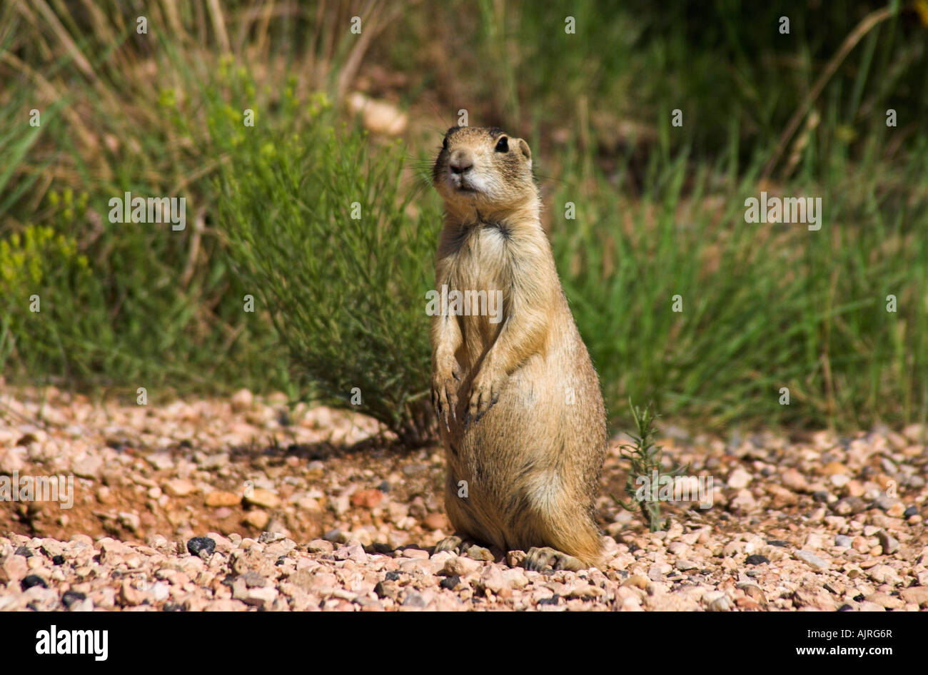 Endangered Utah prairie dog Cynomys parvidens standing Stock Photo - Alamy