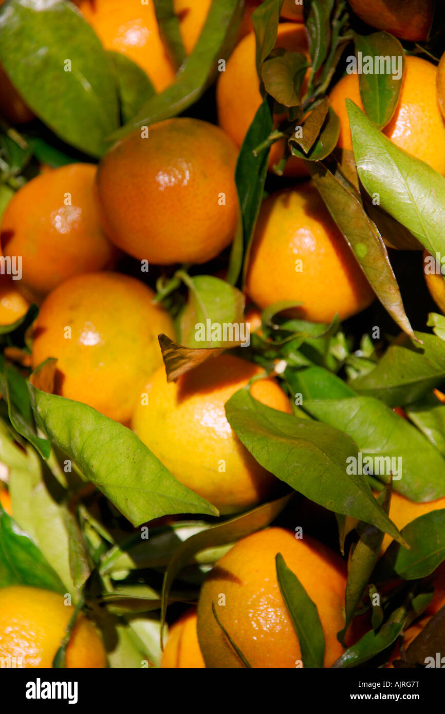 satsuma clementine [citrus fruit] Stock Photo - Alamy