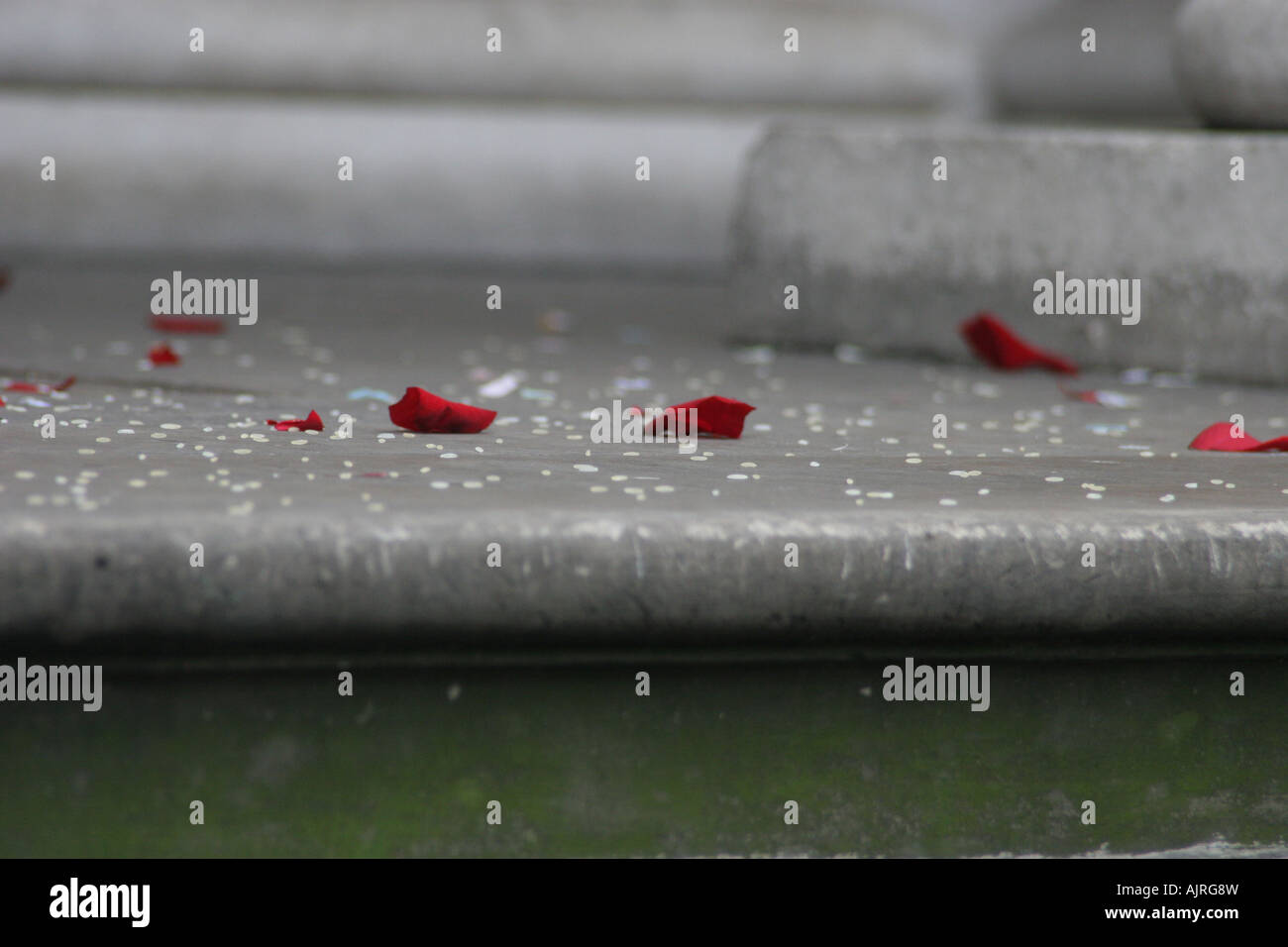 Fallen rose petals on the ground Stock Photo - Alamy
