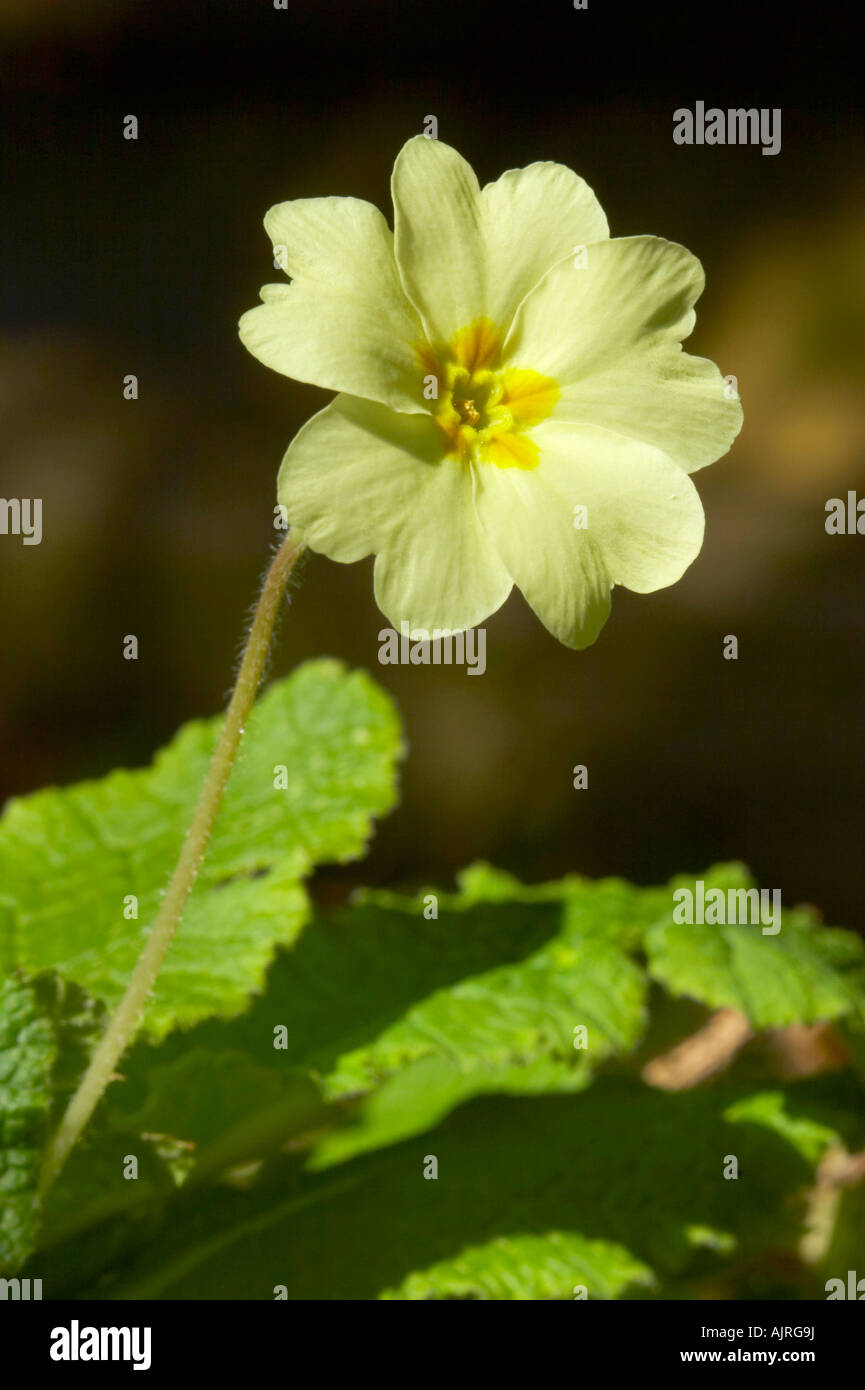 Wild primrose hi-res stock photography and images - Alamy