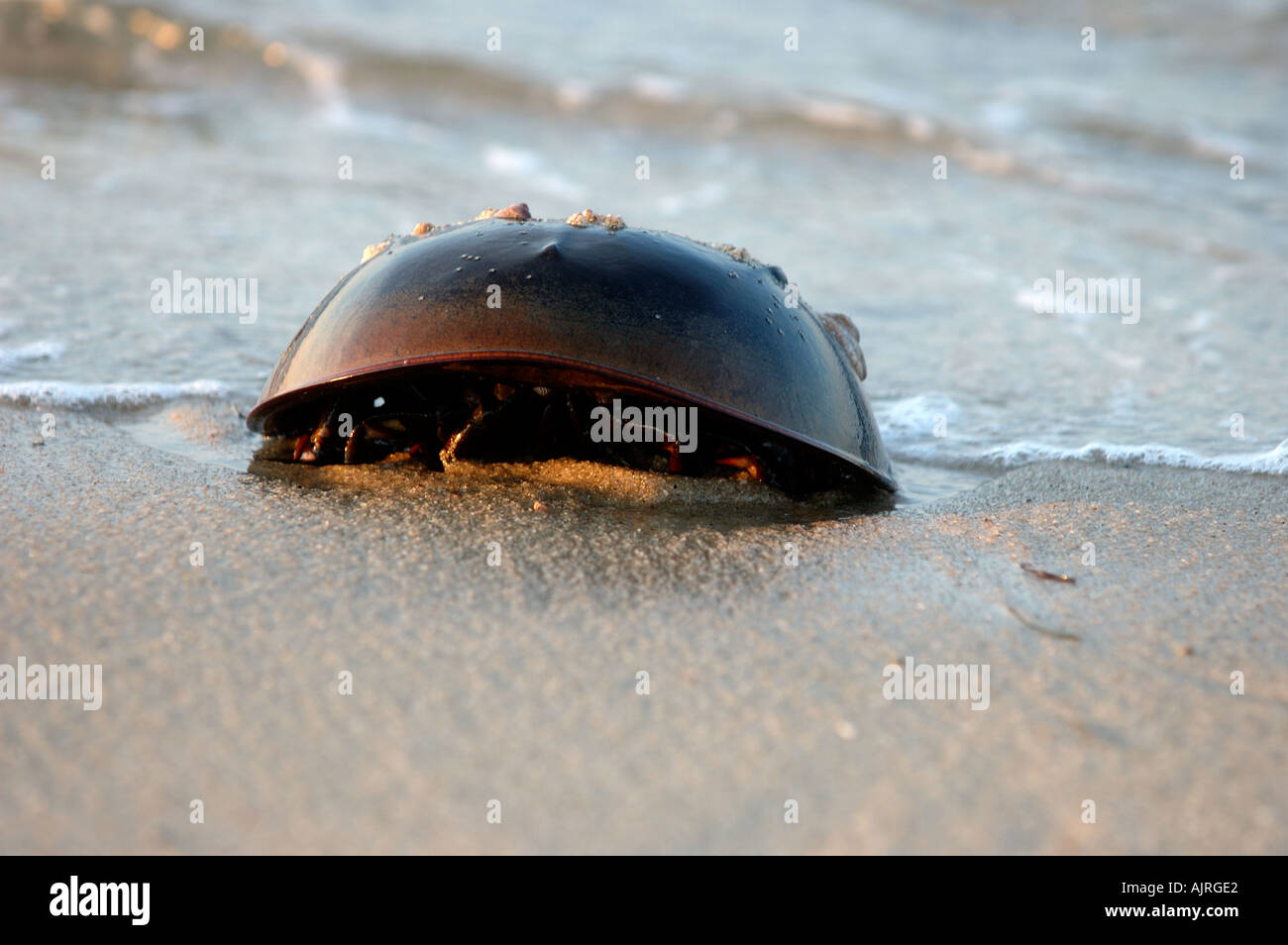horseshoe crab sea creature ocean ocean life early morning crab alone ...