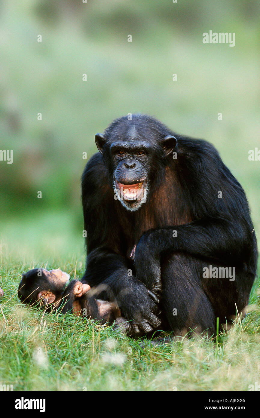 Chimpanzees female with young Pan troglodytes Chimpy Stock Photo - Alamy