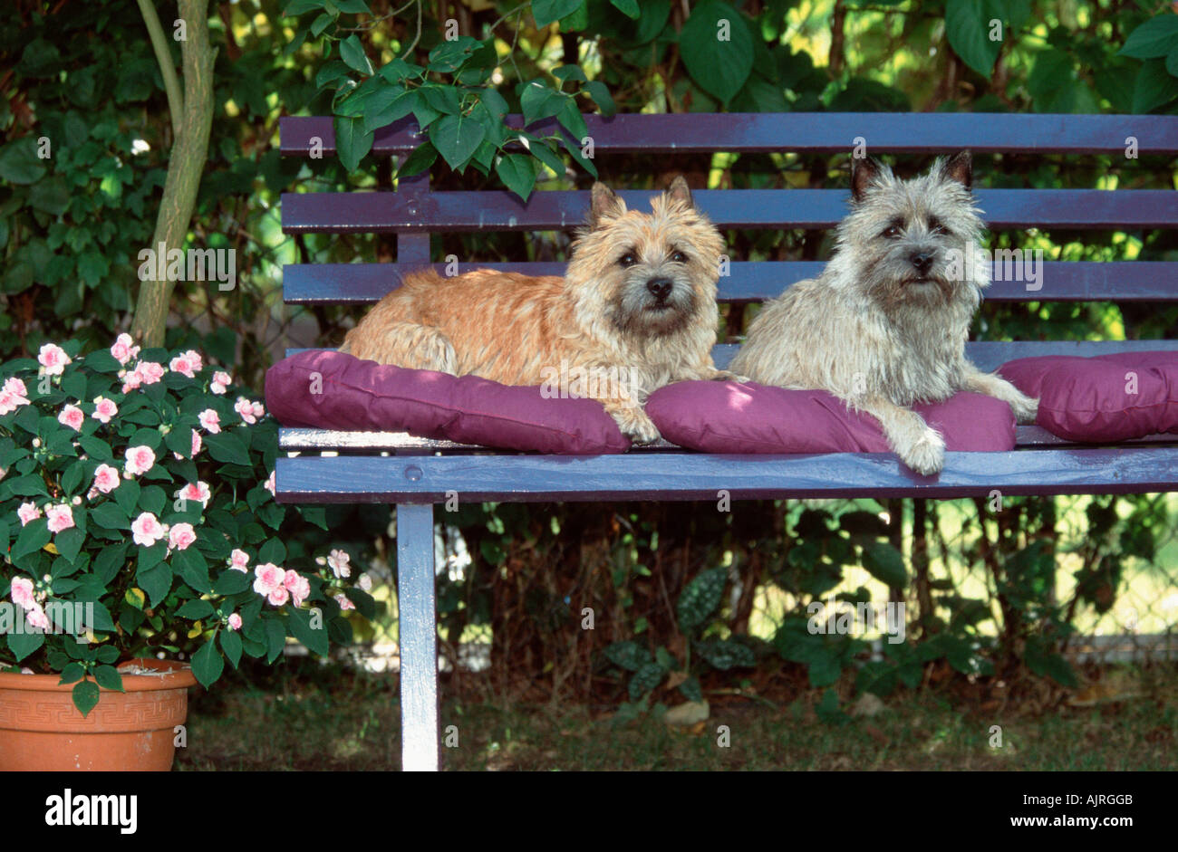 Dog lying on garden bench hi-res stock photography and images - Alamy