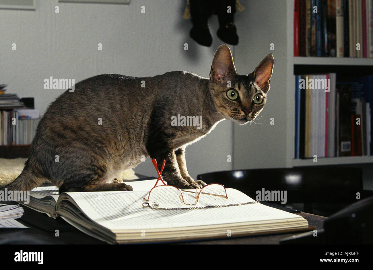 Devon Rex Cat side Stock Photo - Alamy