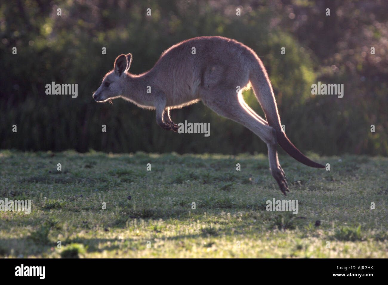 Kangaroo running hi-res stock photography and images - Alamy
