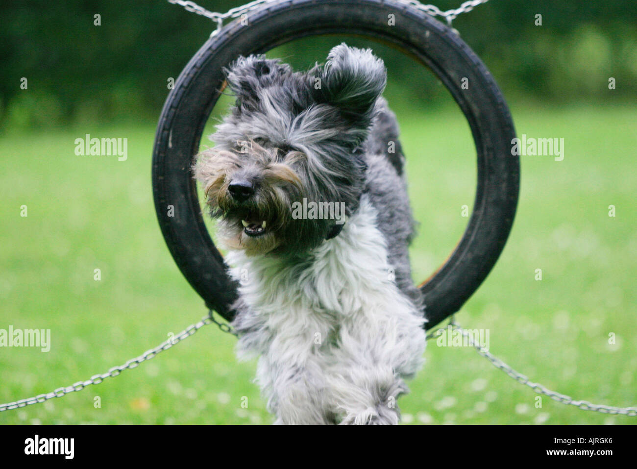 Tyre animals hi-res stock photography and images - Alamy