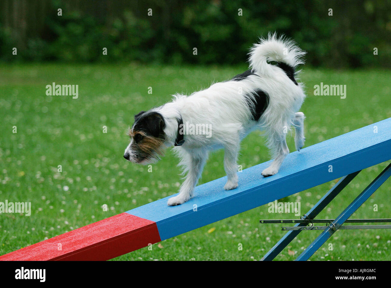 Jack Russell Terrier on seesaw Agility Stock Photo - Alamy