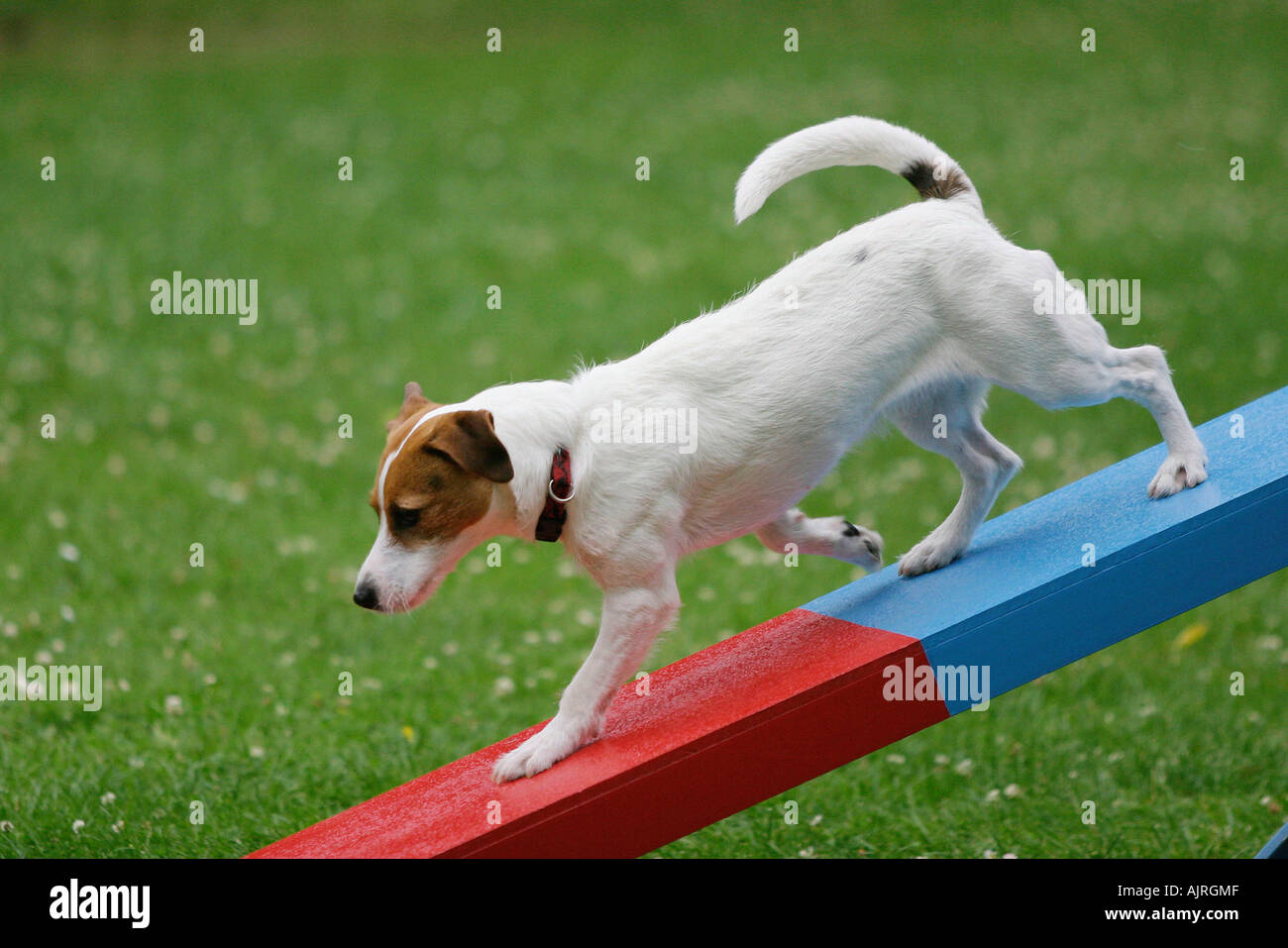 Jack Russell Terrier on seesaw Agility side Stock Photo - Alamy