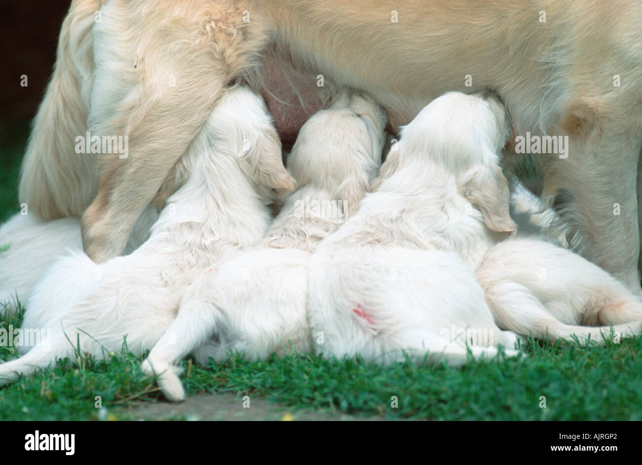 Golden Retriever puppies 7 weeks Stock Photo - Alamy