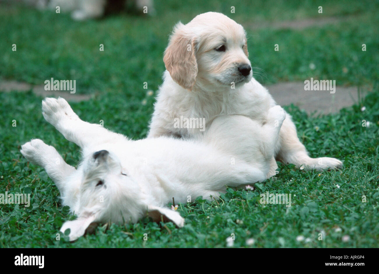 Golden Retriever puppies 7 weeks Stock Photo - Alamy