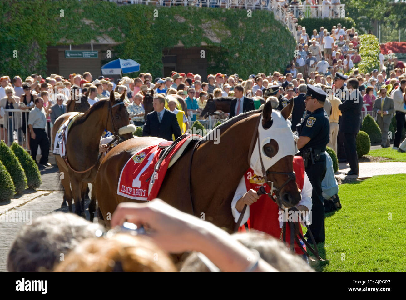 Thoroughbreds in Paddock Parade Stock Photo - Alamy