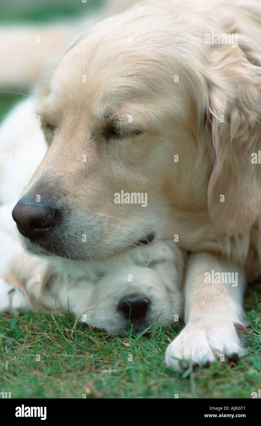 Golden Retriever and puppy 7 weeks Stock Photo - Alamy