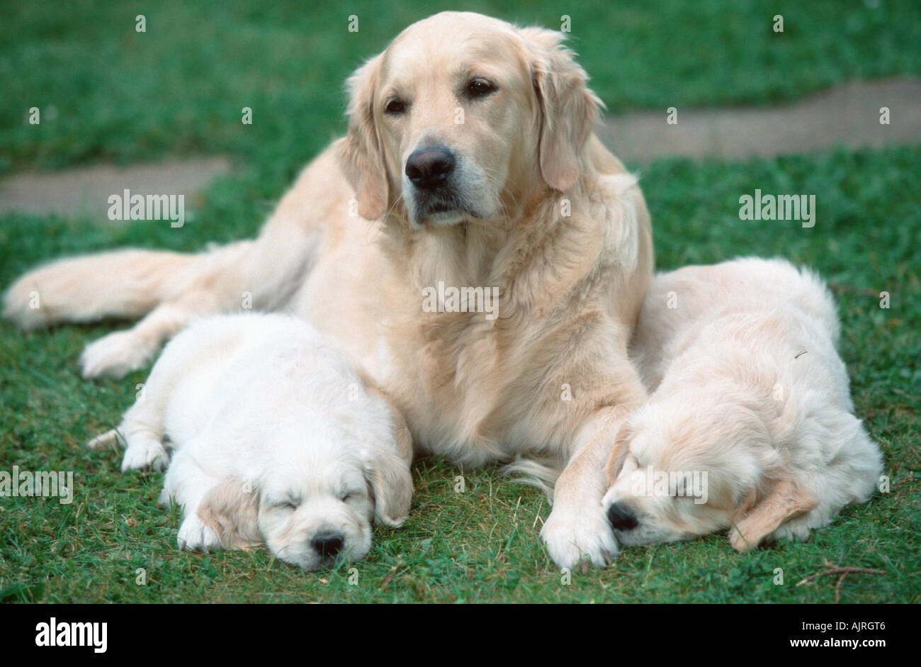 Golden Retriever and puppies 7 weeks Stock Photo - Alamy