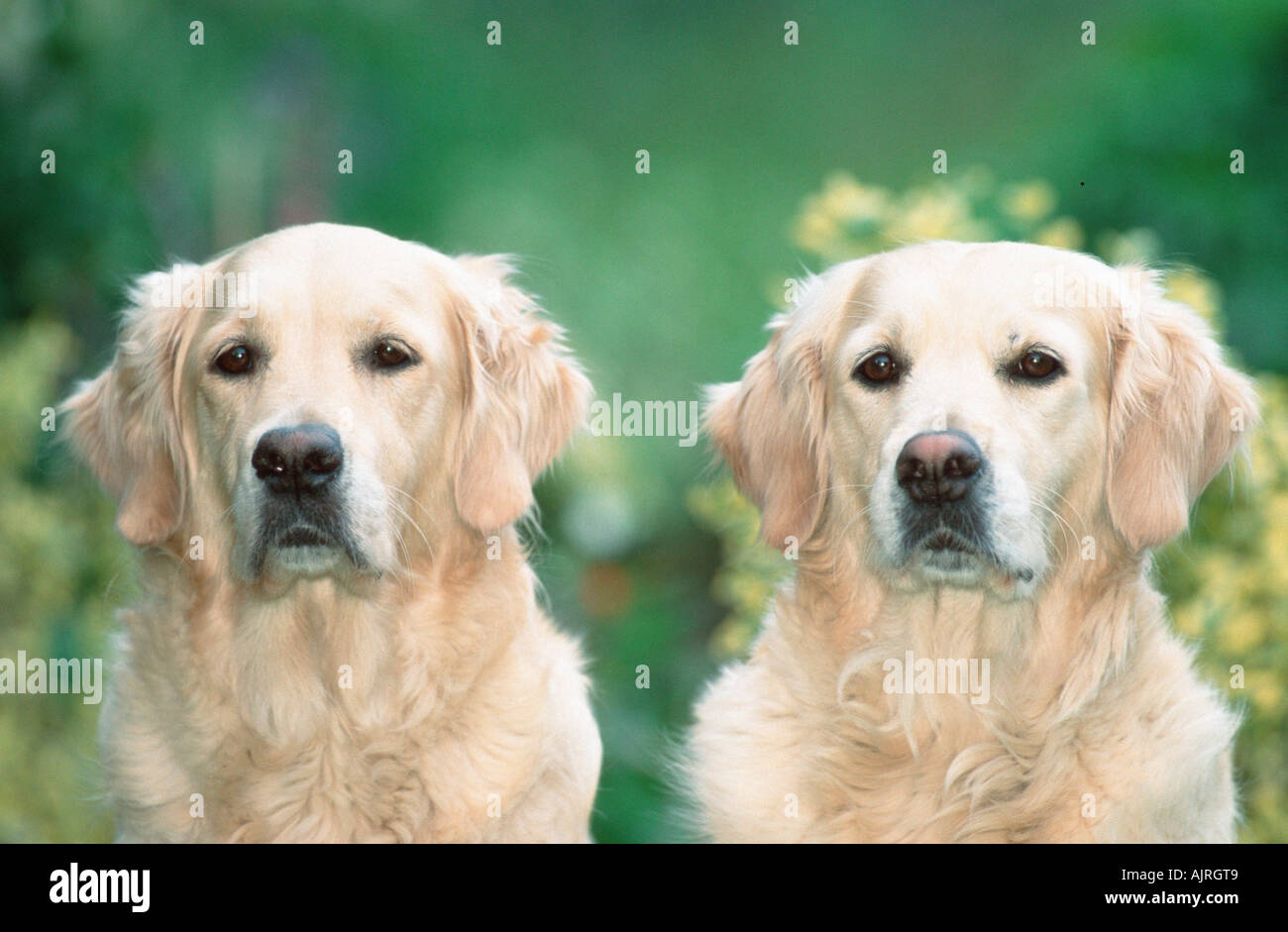 Pair of golden retriever dogs hi-res stock photography and images - Alamy