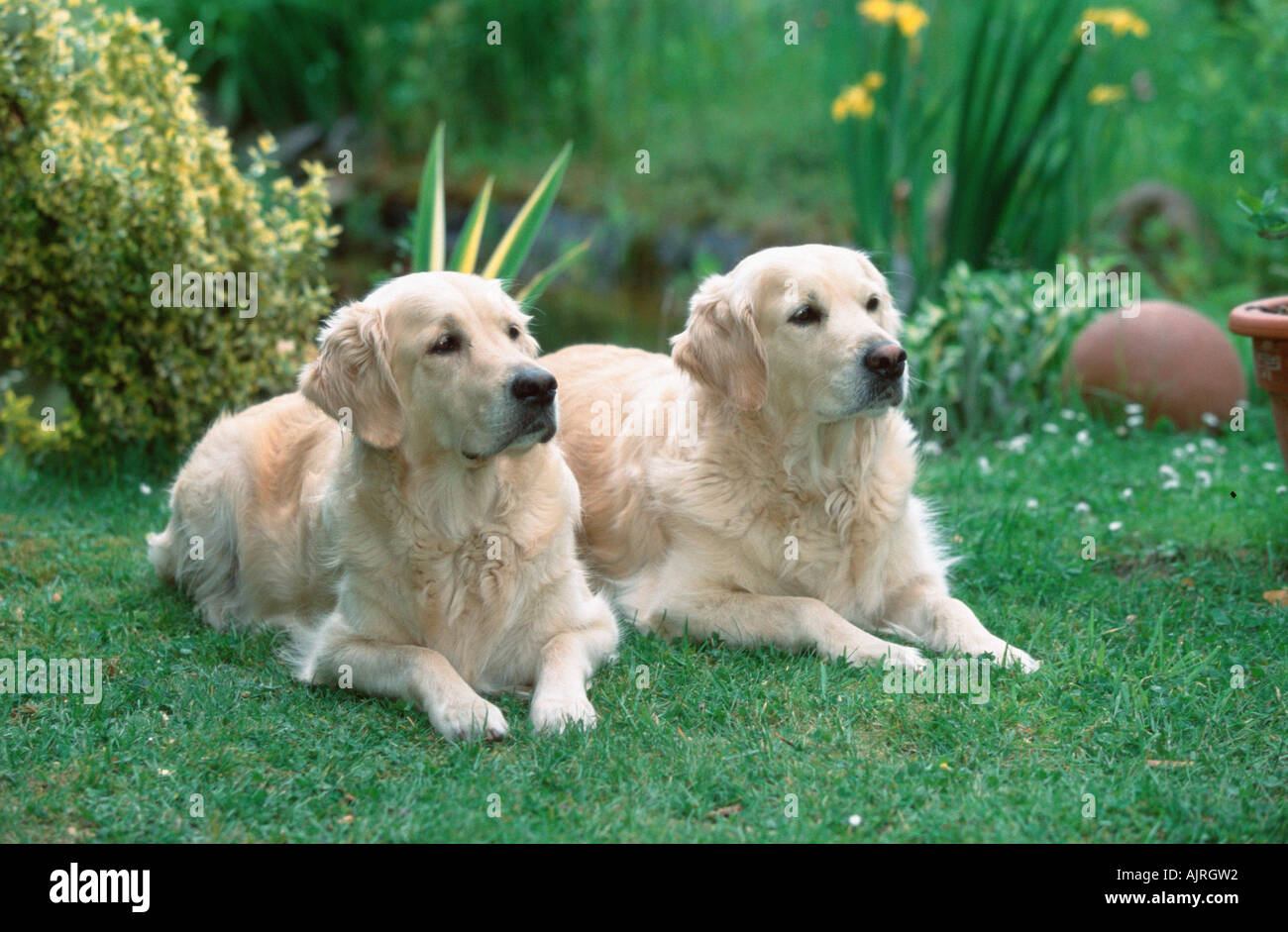 Pair of golden retriever dogs hi-res stock photography and images - Alamy