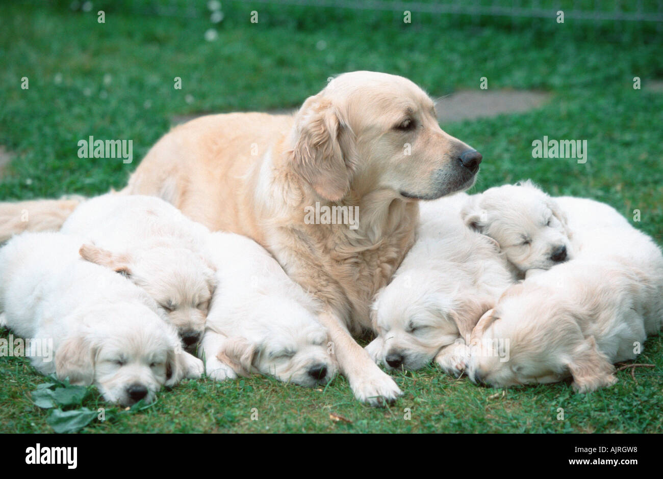 Golden Retriever with puppies 7 weeks Stock Photo - Alamy