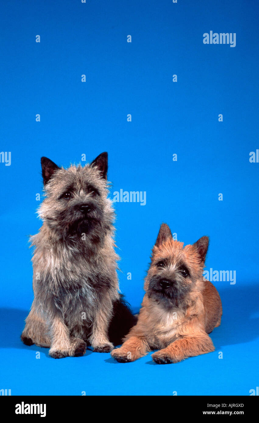 Cairn terrier dog puppy lying hi-res stock photography and images - Alamy